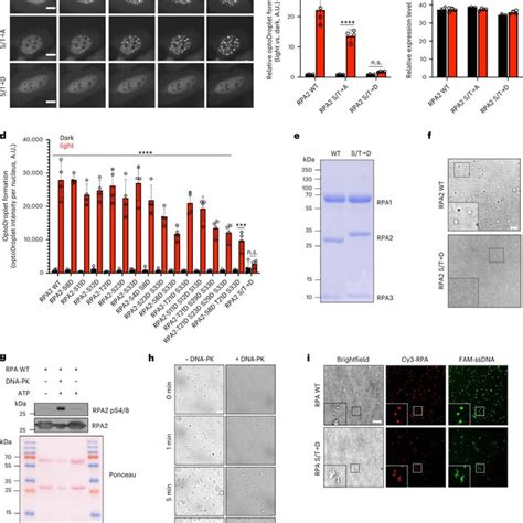 A Schematic Illustration Of Synthesis Of 2d Cu Tcpp Sheets B Tem Download Scientific
