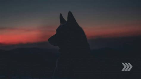 Debunking The Lone Wolf Myth