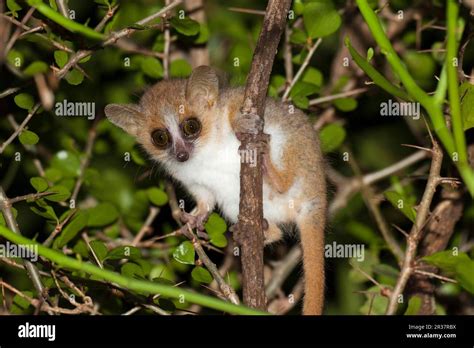 Gray Mouse Lemur
