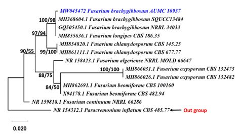 Phylogenetic Tree Generated From Mp Analysis Based On Its Sequence Data Download Scientific
