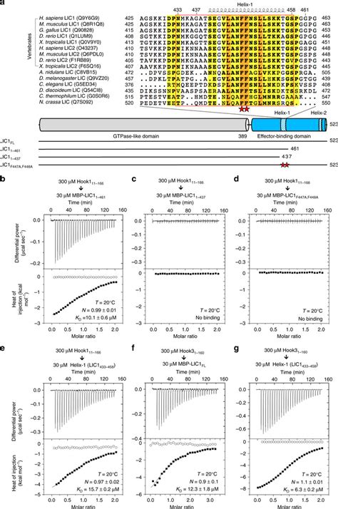 The Conserved Helix 1 Within The Lic1 Effector Binding Domain Binds The