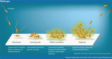 Lecture 4 Cell Cell Communication And Development In Bacteria