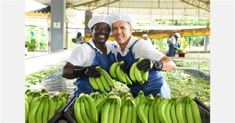 Colombia Expects Five Percent Growth In Banana Productivity In 2025