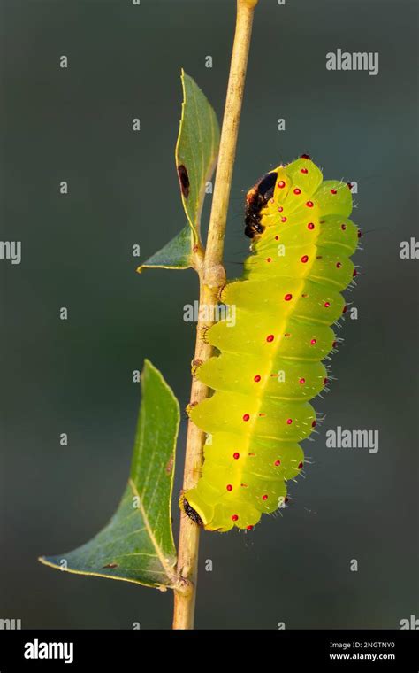 Luna Moth Actias Luna Early 5th Instar Larva On Black Walnut Juglans