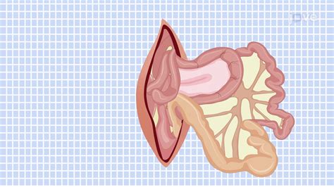Video Generation Of Mouse Proximal Colon Loop Model A Surgical