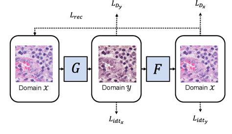 Figure 1 From Multi Domain Stain Normalization For Digital Pathology A Cycle Consistent