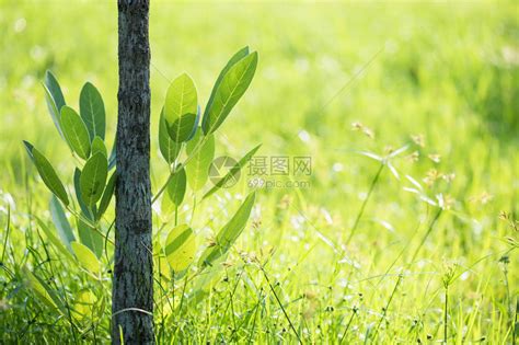 小树干附近的绿叶子高清图片下载 正版图片502827129 摄图网
