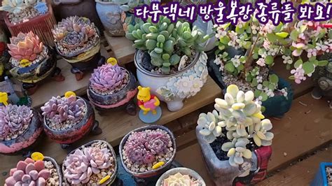 여전히 한 인기하는 다육이 방울복랑금 다부댁네 복랑이들 겨울되서 통통하니 예뻐졌어요 Youtube