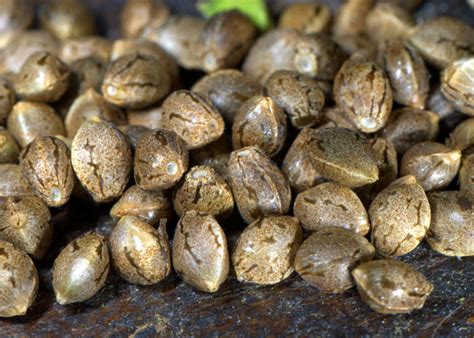 მარიხუანას კაკლები