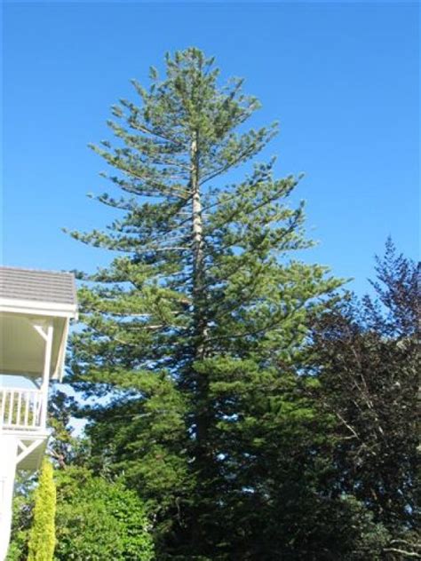 The New Zealand Tree Register