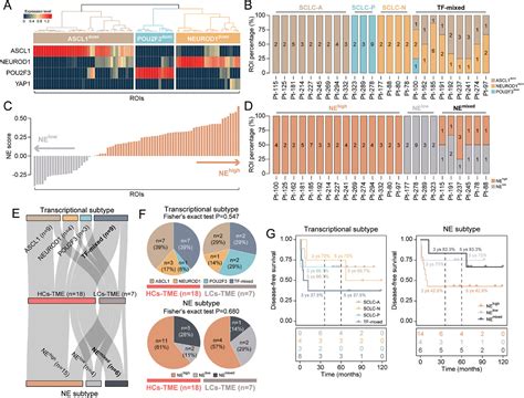Spatial Transcriptome‐wide Profiling Of Small Cell Lung Cancer Reveals Intra‐tumoral Molecular