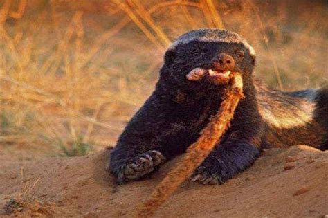 非洲平头哥 非洲平头哥典语录 平头哥格言图片 大山谷图库