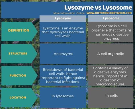 Difference Between Lysozyme And Lysosome