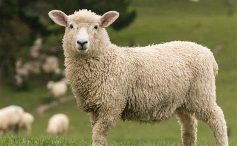 如何用英语描述绵羊 百度经验