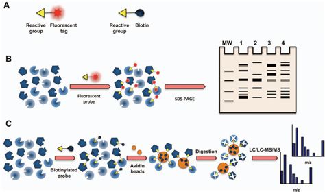 Basics Of Activity Based Protein Profiling Abpp A Schematic Of Abpp Basics Of Activity Based Protein Profiling Abpp A Schematic Of Abpp