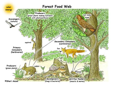 Forest Food Webs Exploring Nature Educational Resource Food Web