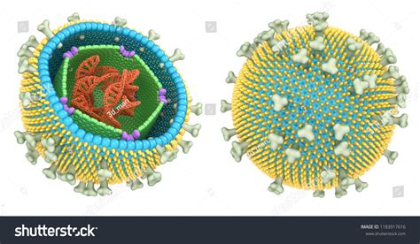 Epstein Barr Virus Internal Structure 3d Illustration Stock Illustration 1183917616 Shutterstock