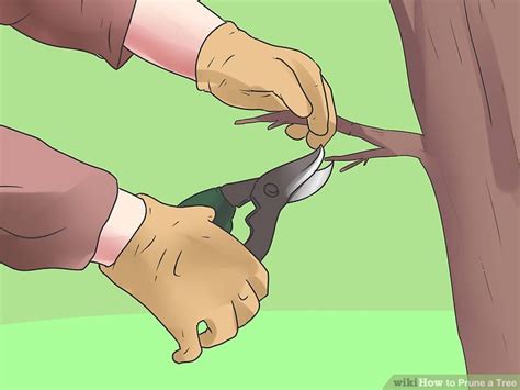 How To Prune A Tree 13 Steps With Pictures WikiHow