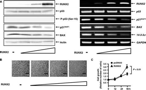 Runx2 Represses The Expression Of P53p73 Target Genes A U2os Cells