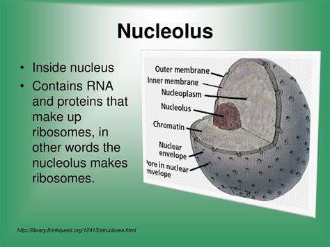 October 7 2013 Bill Nye Cell Warm Up What Does Eukaryote Mean Ppt