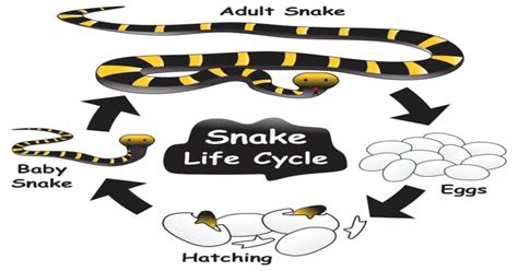 Snake Identification Anatomy Life Cycle Types Of Snakes Off Porn Sex Picture