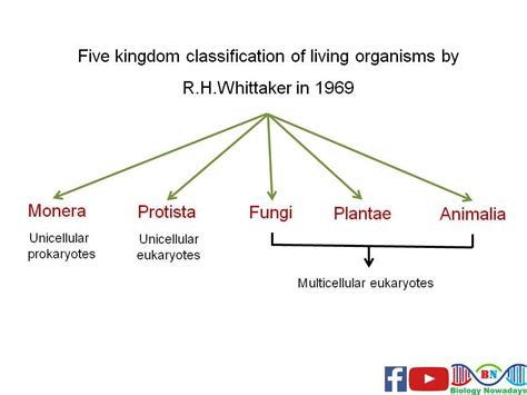 Five Kingdom Classification Flow Chart