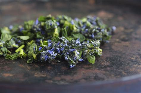 Bugleweed Benefits Side Effects And Preparations