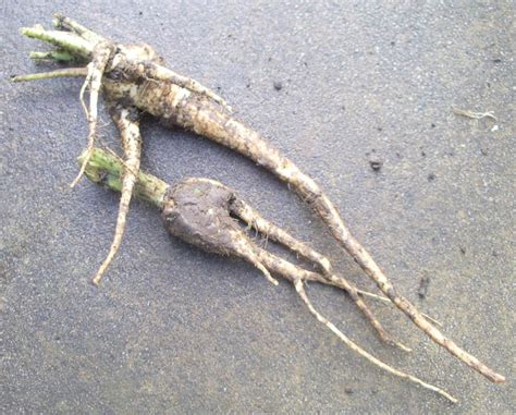 The Recycled Gardener Easy Parsnip Growing