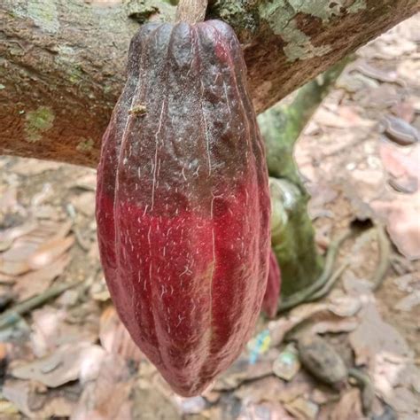Cocoa Disease Detection Object Detection Dataset V3 2023 05 30 2 21pm