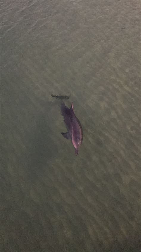 줌줌 후기 오즈투어 브리즈번 탕갈루마 야생 돌고래 먹이주기영어 박보 줌줌 후기 오즈투어 브리즈번 탕갈루마 야생 돌고래 먹이주기영어 박보