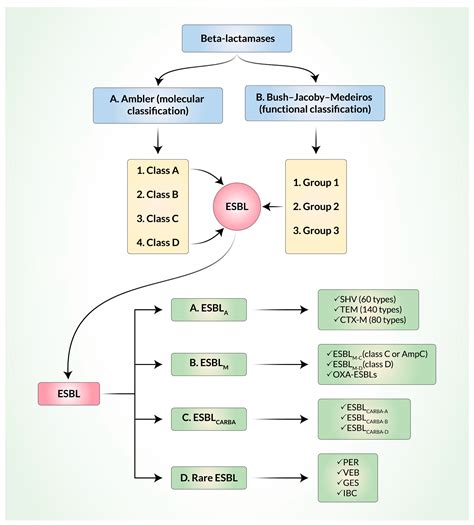 Extended Spectrum β Lactamases Encyclopedia Mdpi