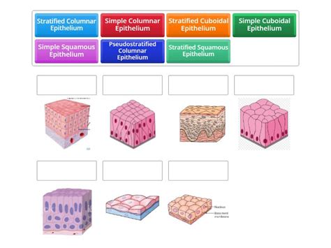 Epithelial Tissue Quiz Match Up