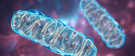 A Problem With Energy Producing Mitochondria May Increase Risk For