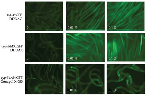 Biosensor Fluorescent Bacteria Used To Detect Air Pollution Super Innovators
