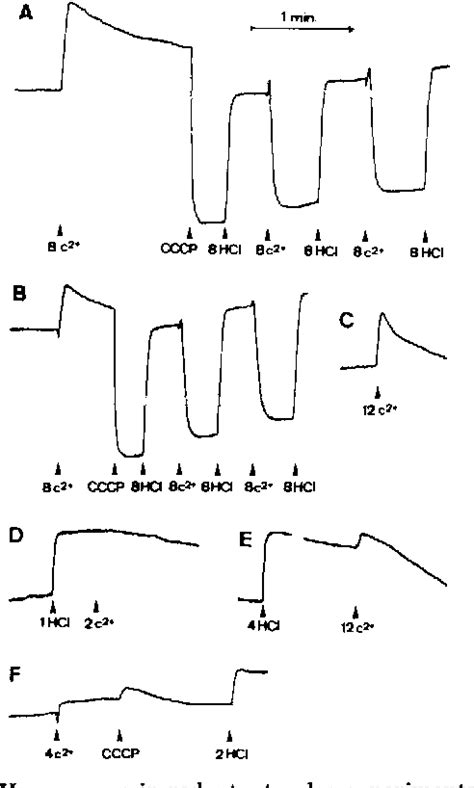 Figure 1 From The Cytochrome C Oxidase Of Paracoccus Denitrificans Pumps Protons In A