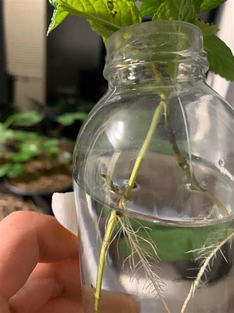 Question Took Stem Cutting Mint Cleared Bottom Leaves But Missed Some