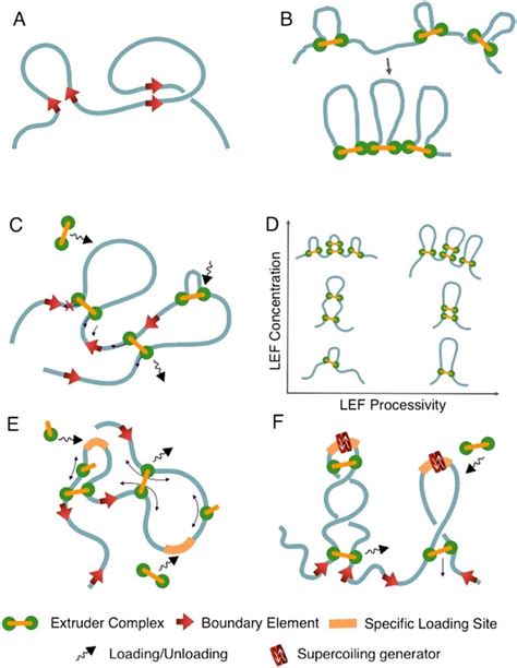 Different Models For Loop Extrusion A If The Genomic Distance Download Scientific Diagram
