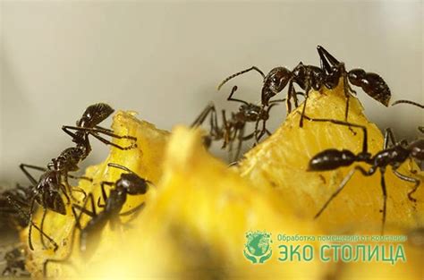 Как избавиться от муравьев на кухне