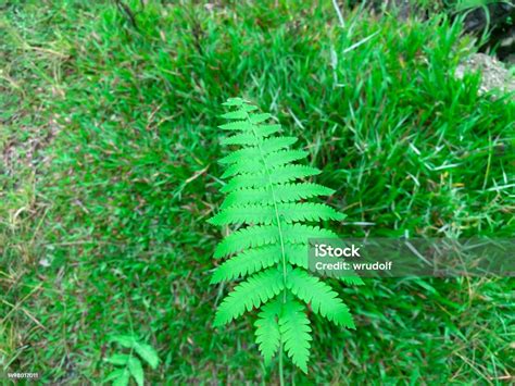 자연의 아름다운 고사리 잎 질감 천연 양치류 고사리 잎 클로즈업 개념과 주제에 대한 스톡 사진 및 기타 이미지 개념과 주제 건강한 생활방식 관목 Istock
