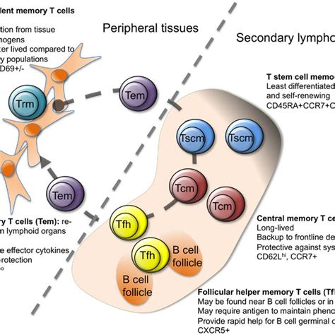 Pdf Development And Function Of Protective And Pathologic Memory Cd4