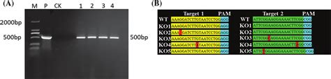 Molecular Detection Of T2 Generation Positive Transformed Plants A