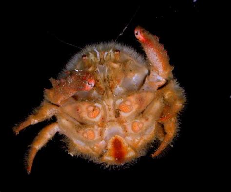 Sertc Invertebrate Photo Gallery