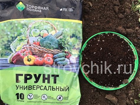 Георгины посадка и уход в открытом грунте весной