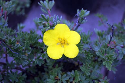 Лапчатка кустарниковая Голдтеппич (Potentilla fruticosa Goldteppich ...