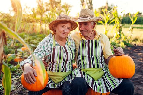 고위 농부의 가족 커플은 일몰에 가을 들판에있는 호박 더미에 앉아 있습니다 노동자들은 정원에서 채소를 수확합니다 2명에 대한 스톡 사진 및 기타 이미지 Istock