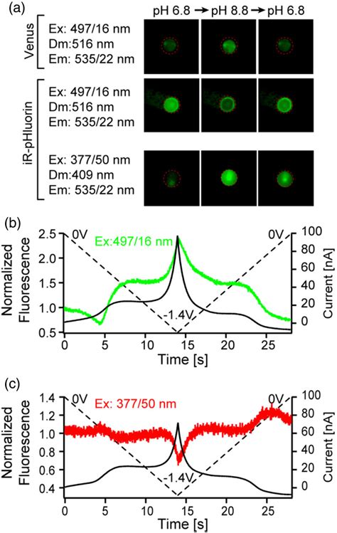 Color Online Cathodic Effect On Ir Phluorin A Images Showing