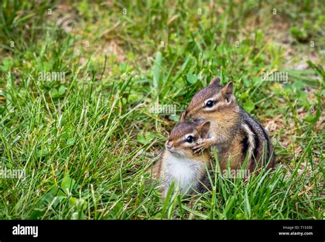 Young Eastern Chipmunks Tamias Striatus In Green Grass Cute And