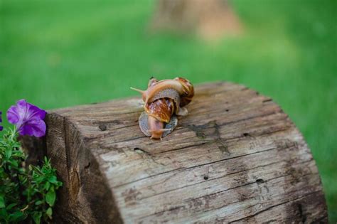 Premium Photo A Snail On A Log With A Green Grass Background