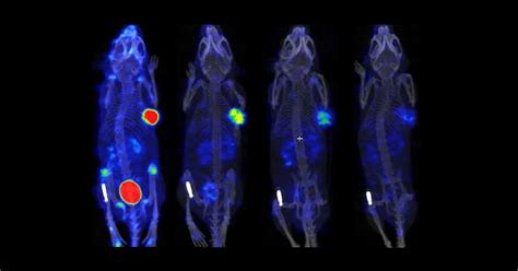 Fap Targeted Radiotherapy Induces An Immunogenic Tumor Microenvironment Minerva Imaging