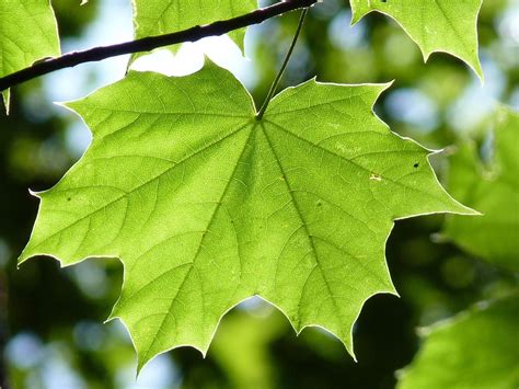 Más De 100 000 Imágenes Gratis De Hoja Antigua Y Hoja Pixabay